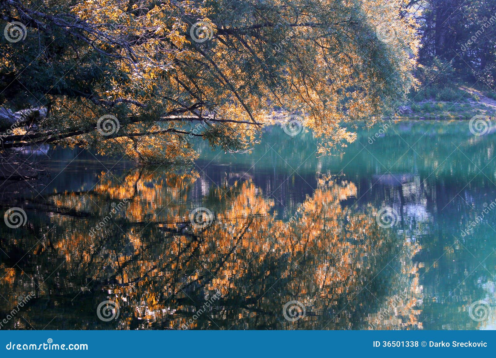 Lake stock photo. Image of coast, branches, lake, autumn - 36501338