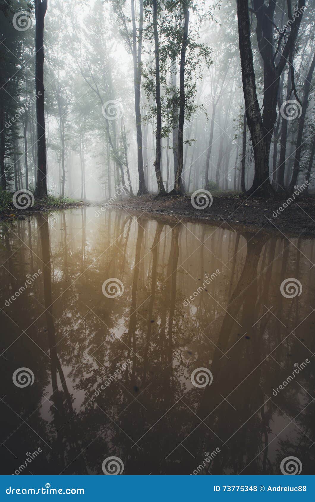 Lake in mysterious forest stock photo. Image of landscape - 73775348