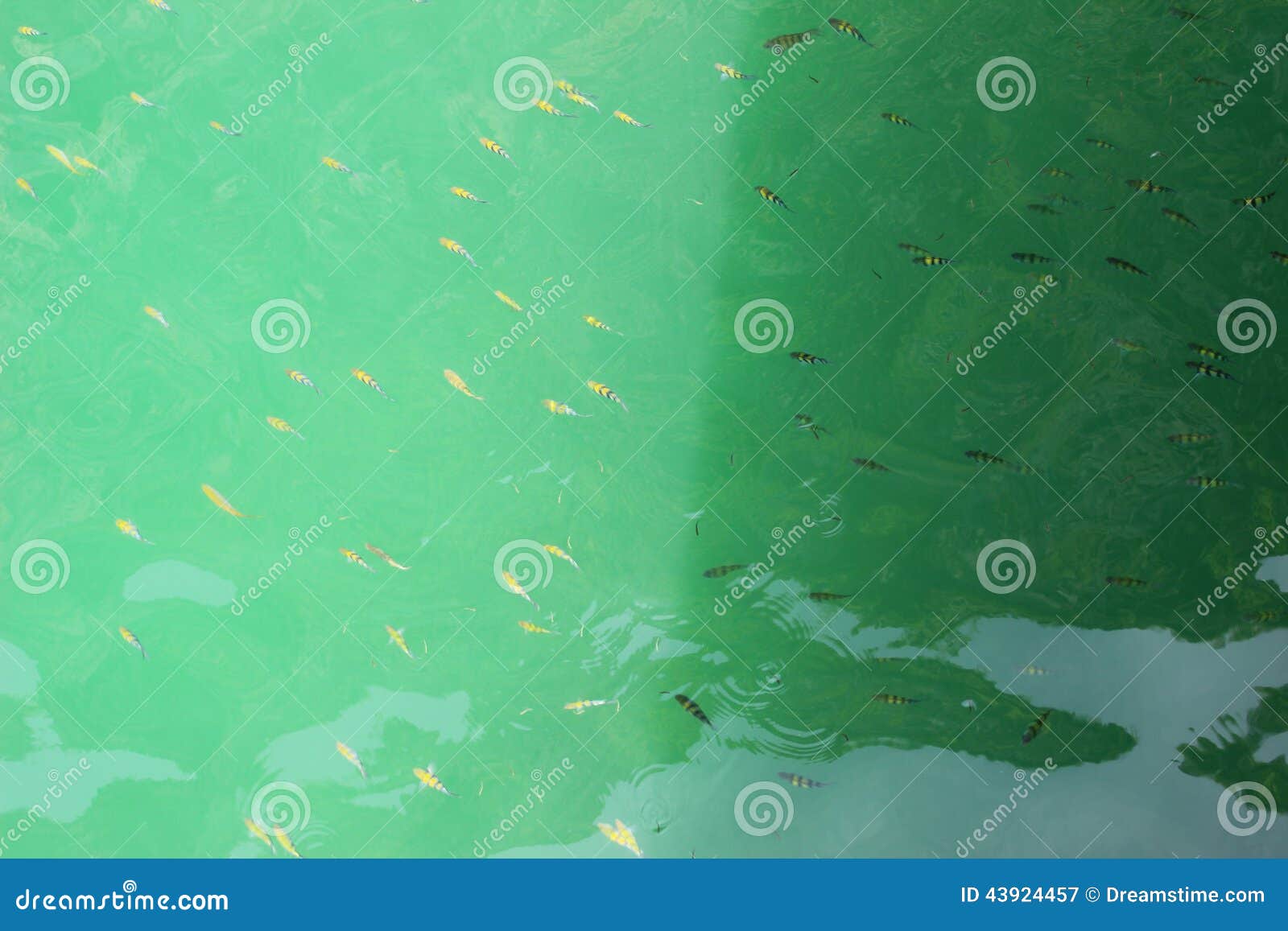 Nice Fish Posing On The Maldives. They Pose In Color. Stock Image ...