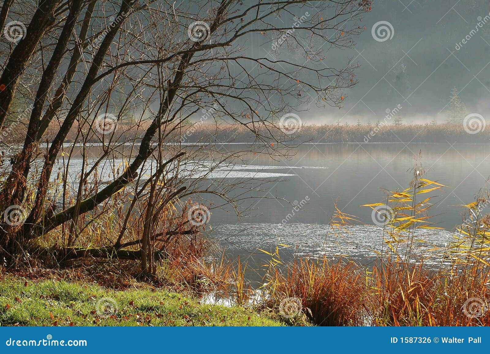Lake in November stock photo. Image of grass, nature, lake - 1587326
