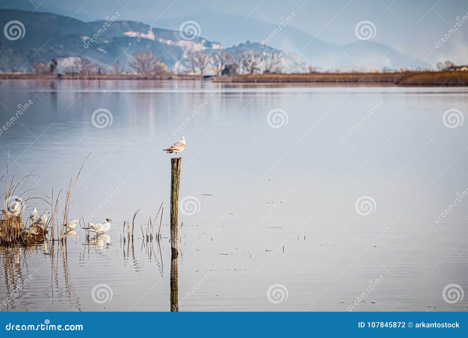 The Lake, Oasis of Peace and Nature Stock Photo - Image of mirror ...