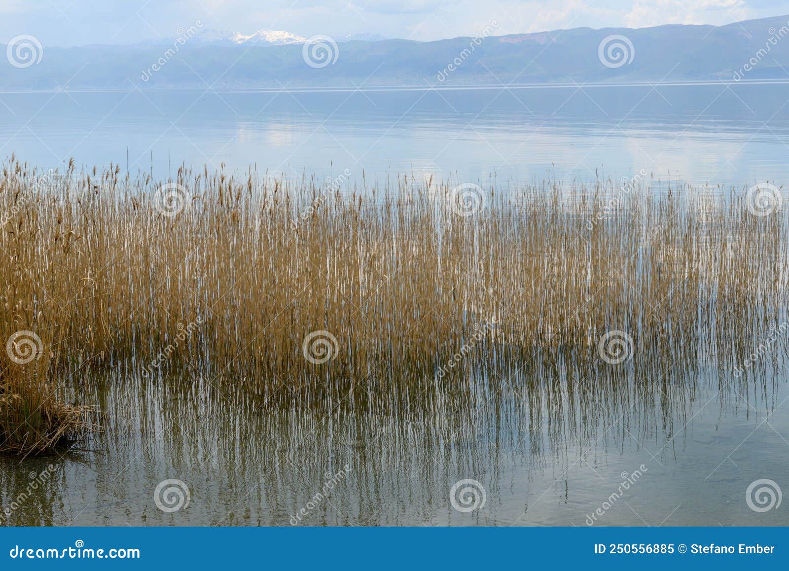Lake Ohrid with Aquatic Reeds Stock Image - Image of kaneo, nature ...