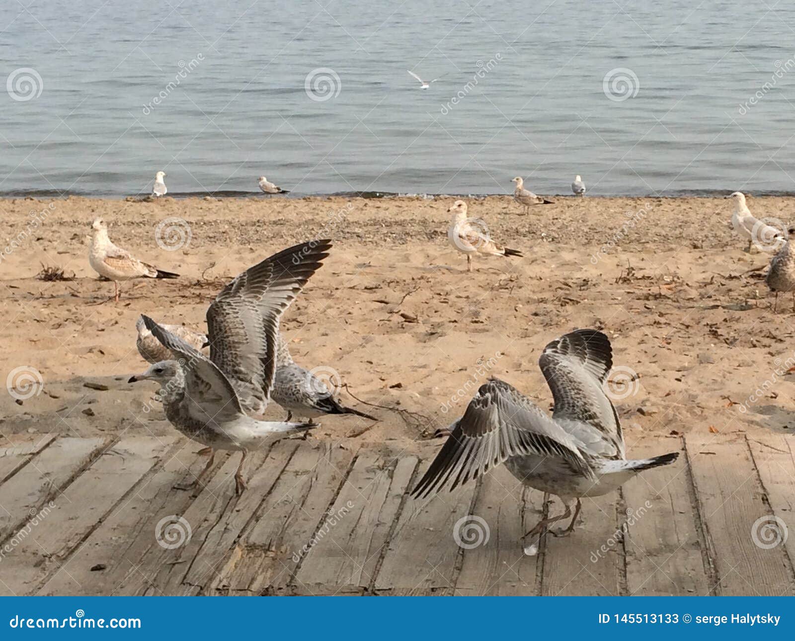 Dancing Seagulls in Toronto, Ontario, Canada Stock Image - Image of ...