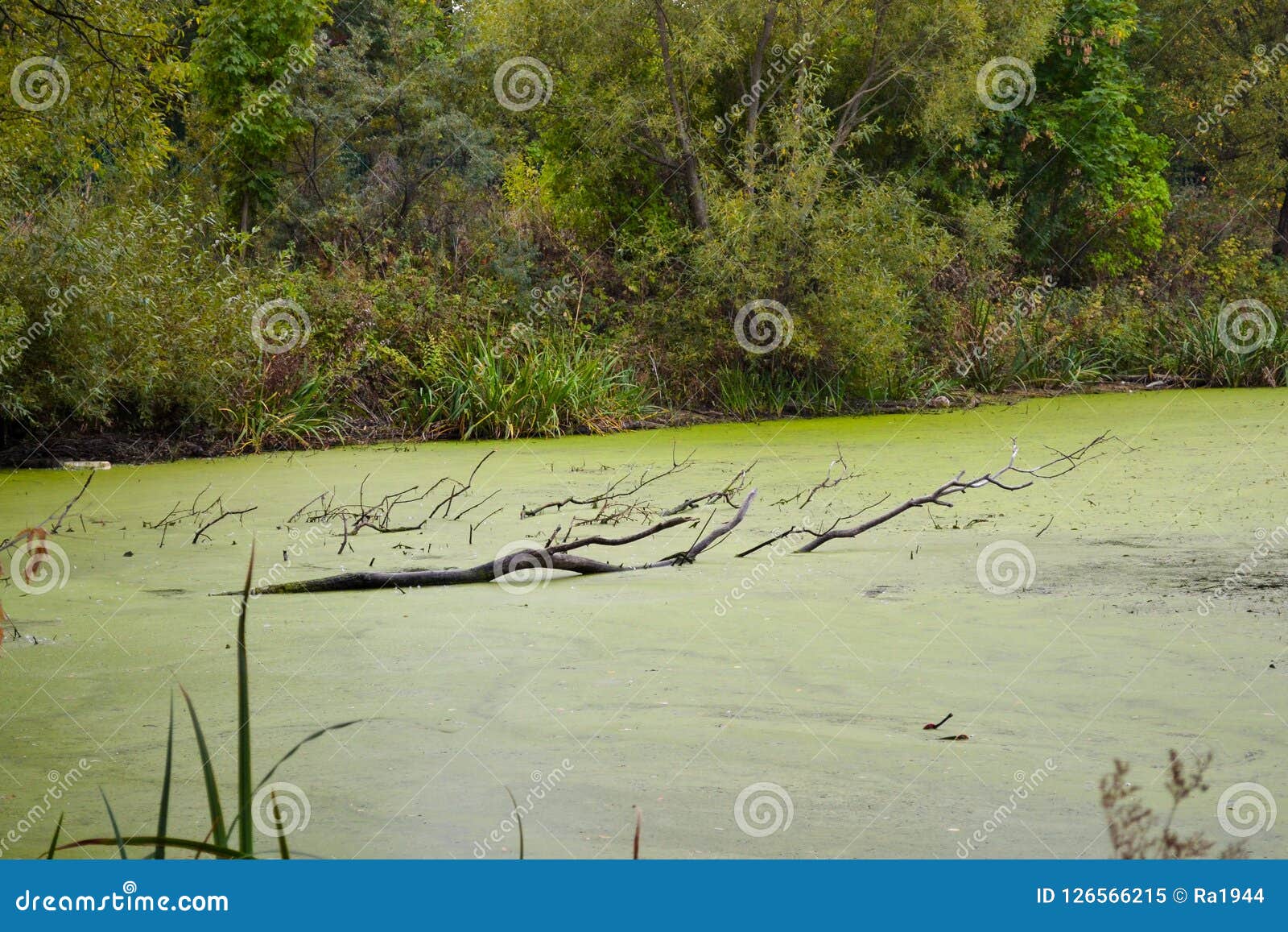 The Lake, Overgrown with Green Duckweed. Stock Image - Image of grass ...