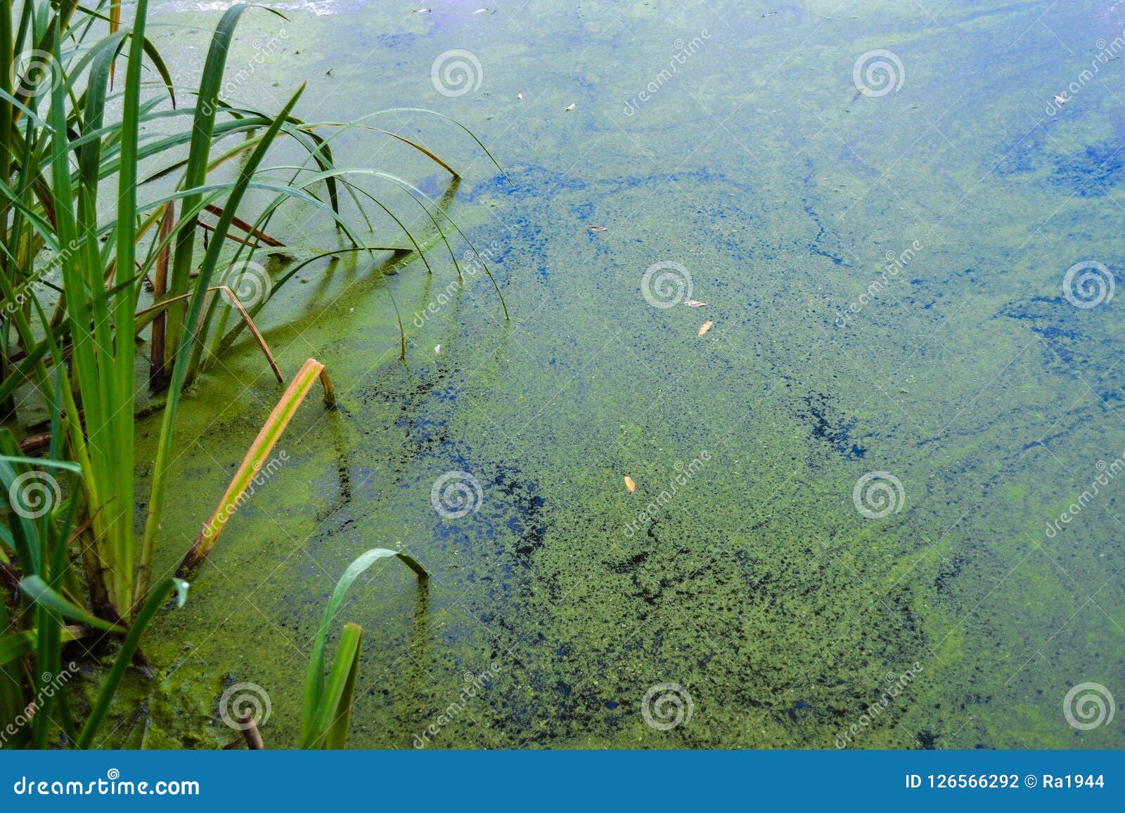 The Lake, Overgrown with Green Duckweed. Stock Photo - Image of lake ...