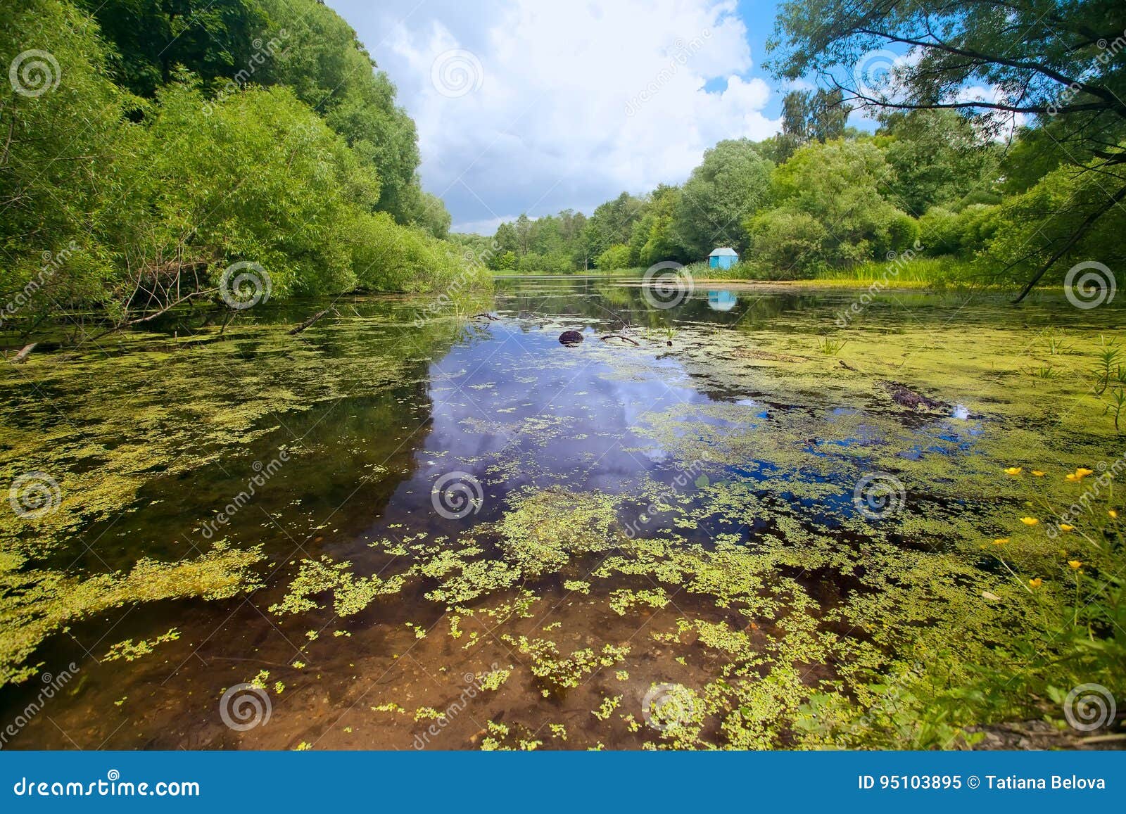 Lake Overgrown with Green Duckweed, Summer Time. Stock Image - Image of ...