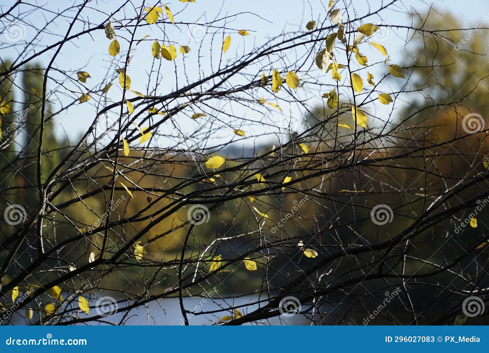 Lake in Park in Fall, Tree Branch on First Plan Stock Image - Image of ...