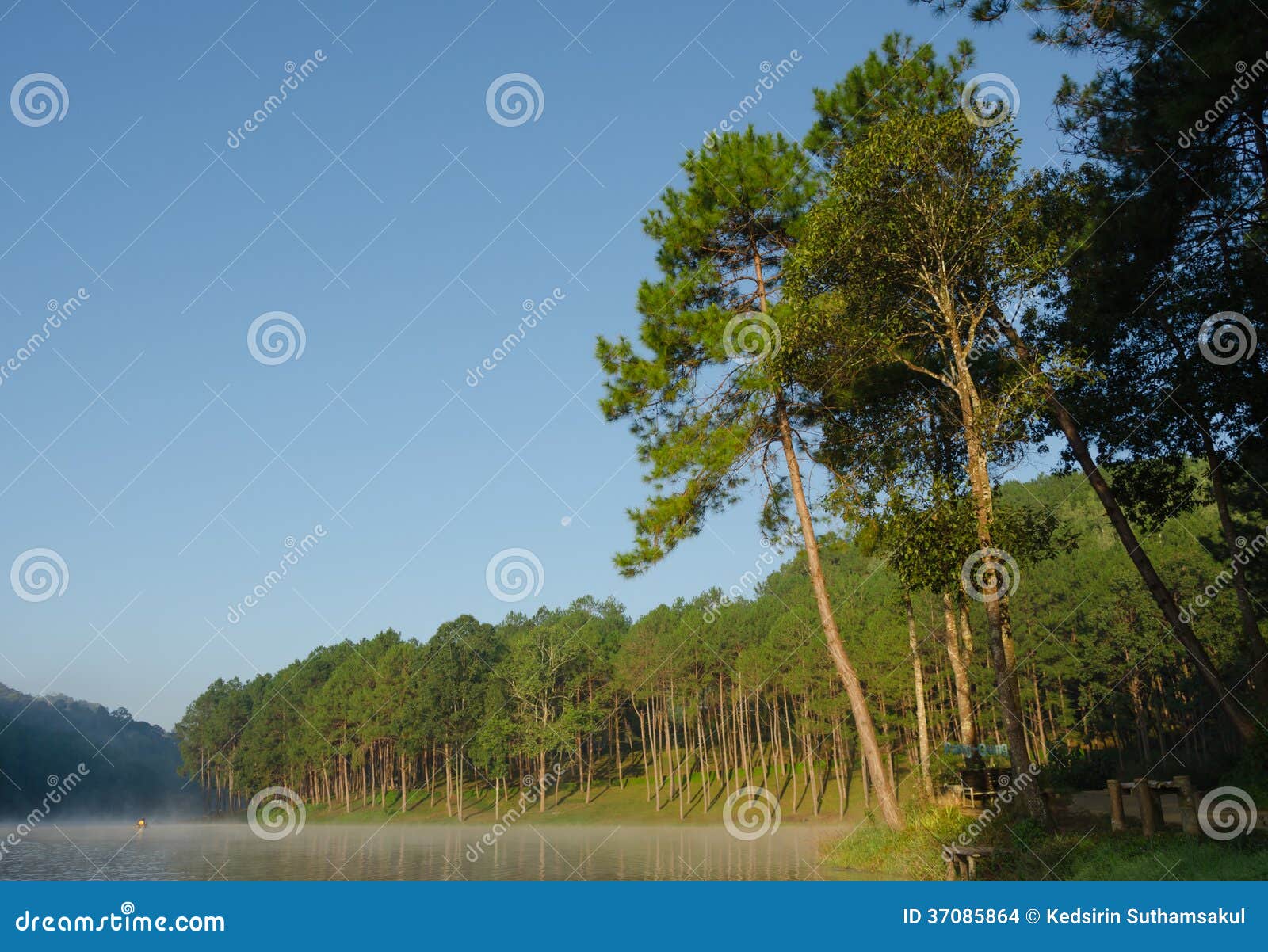 Lake and Pine Tree at Pang Ung,Thailand Stock Photo - Image of green ...