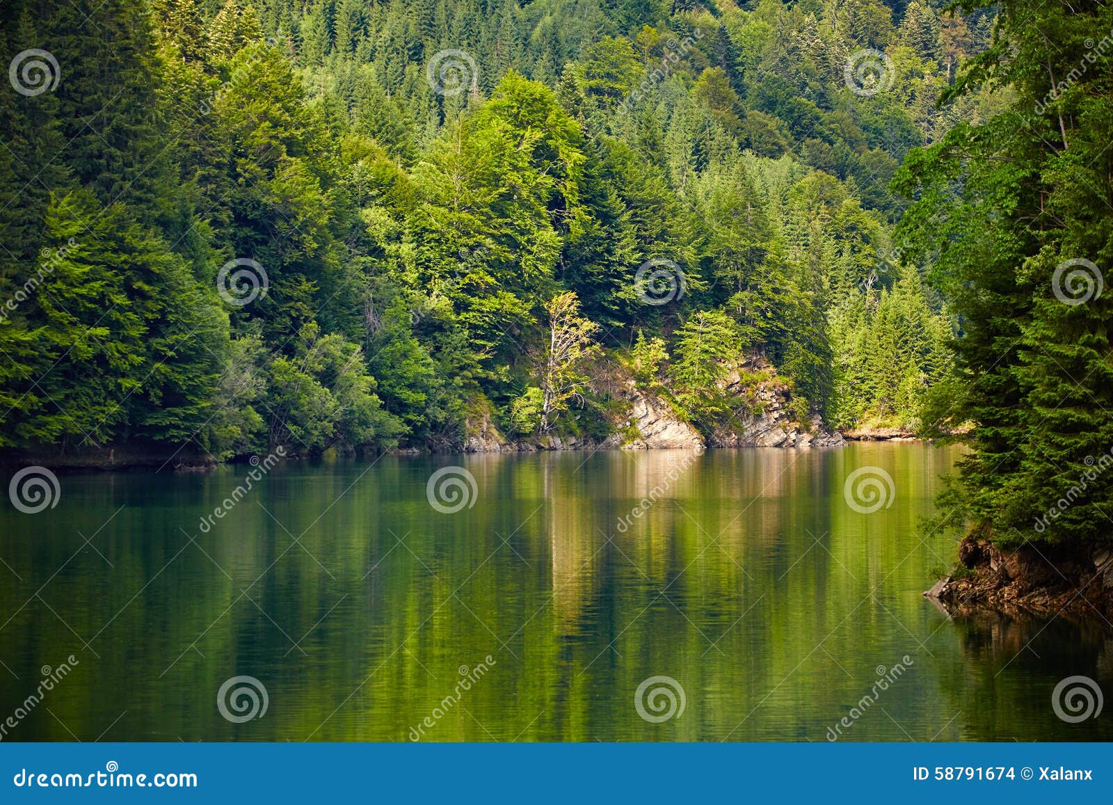 Lake and pine trees stock photo. Image of clear, lake - 58791674