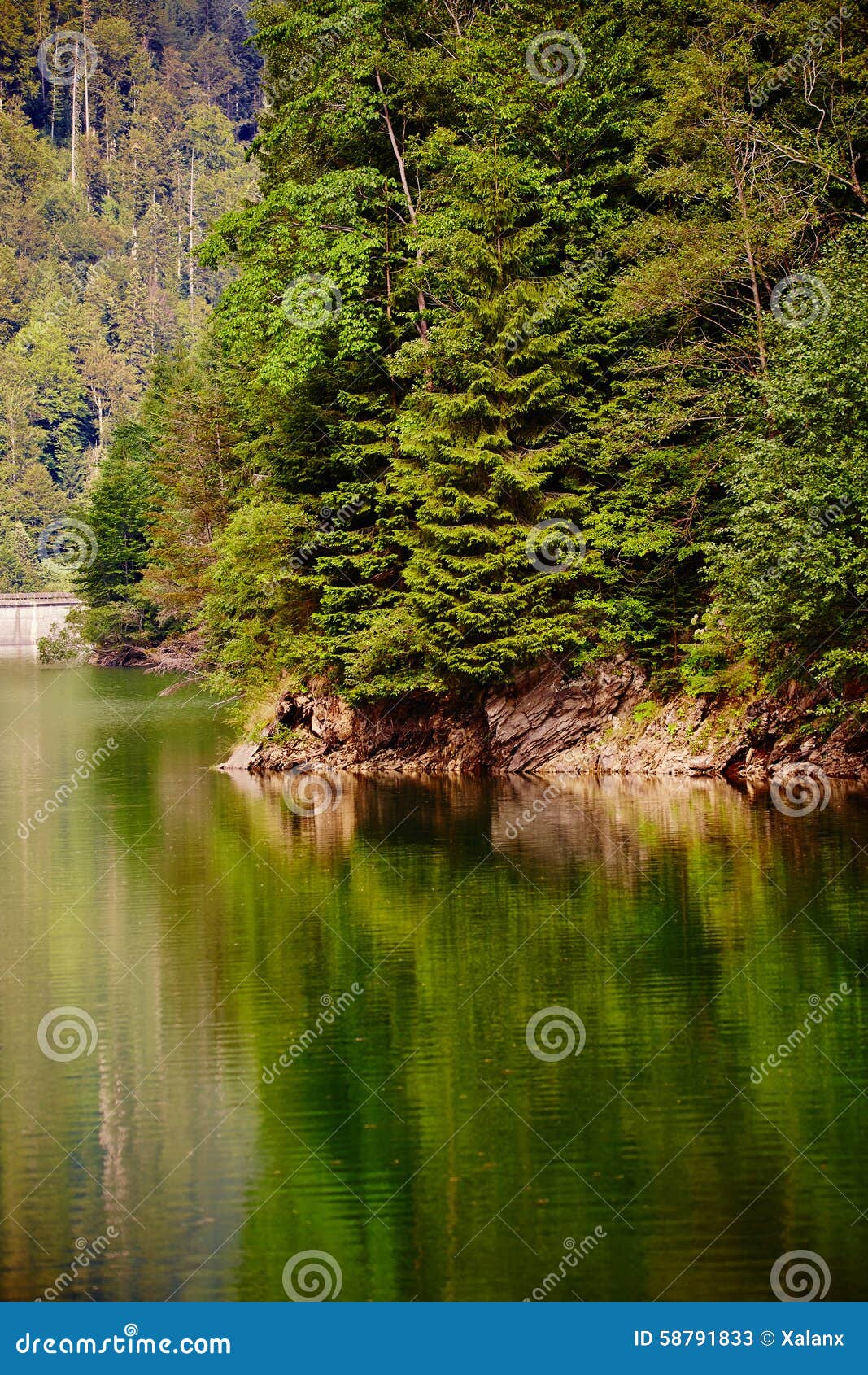 Lake and pine trees stock image. Image of picturesque - 58791833