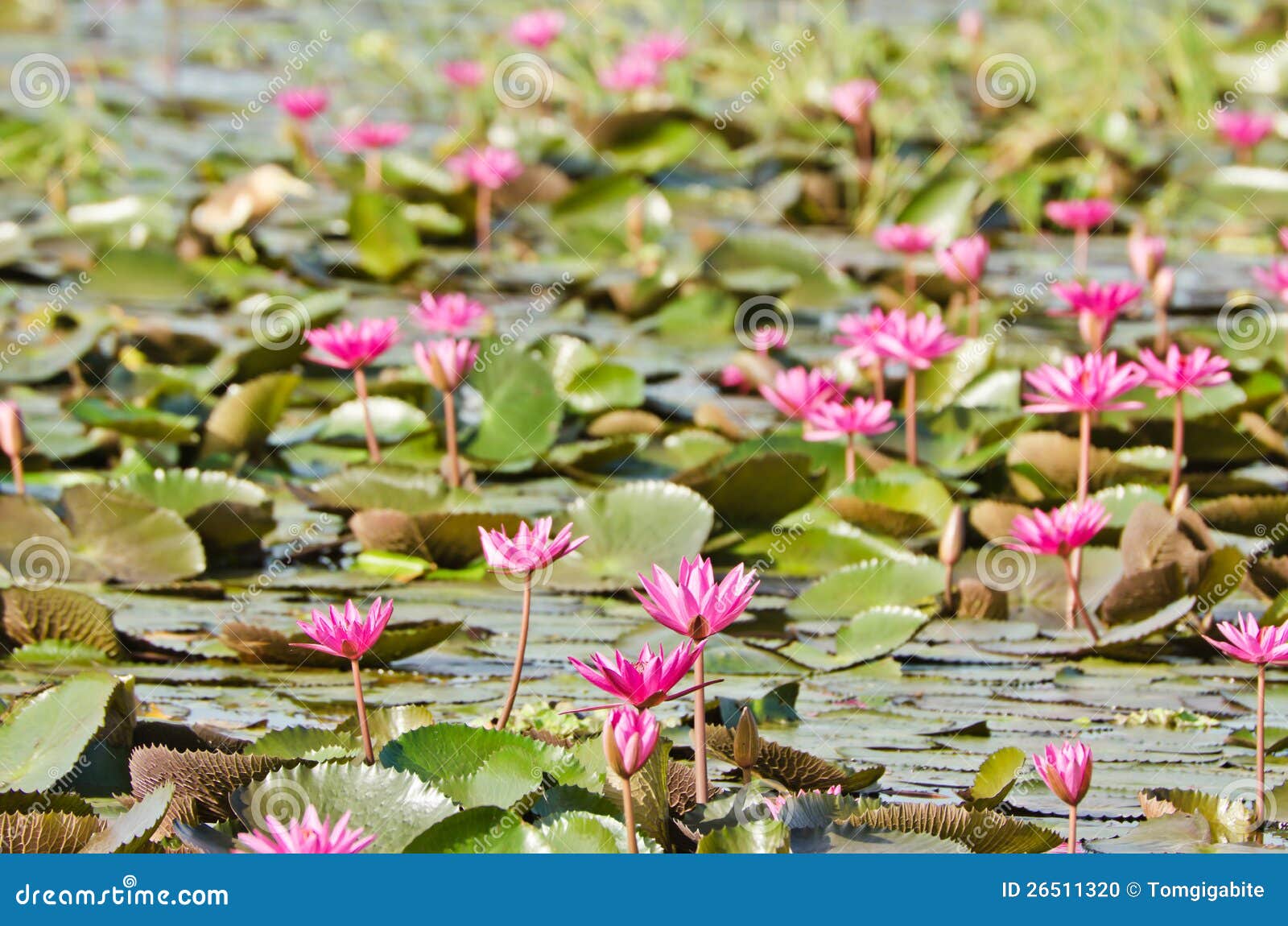 The Lake of Pink Water Lily Stock Photo - Image of gardening, lily ...