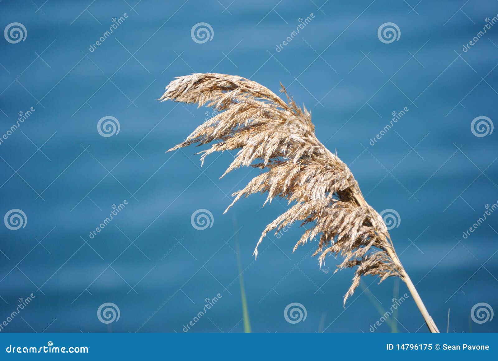 Lake Plant stock image. Image of stalks, weeds, nature - 14796175