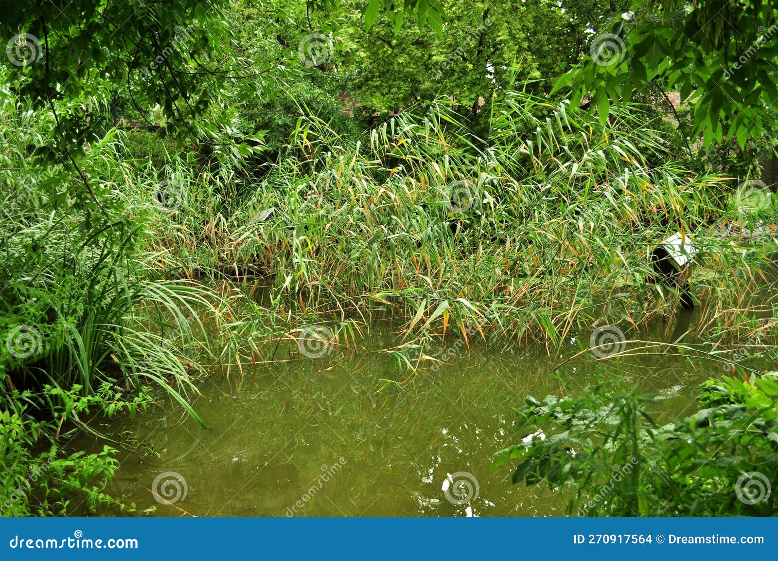 Lake, pond, swamp stock photo. Image of grass, swamp - 270917564