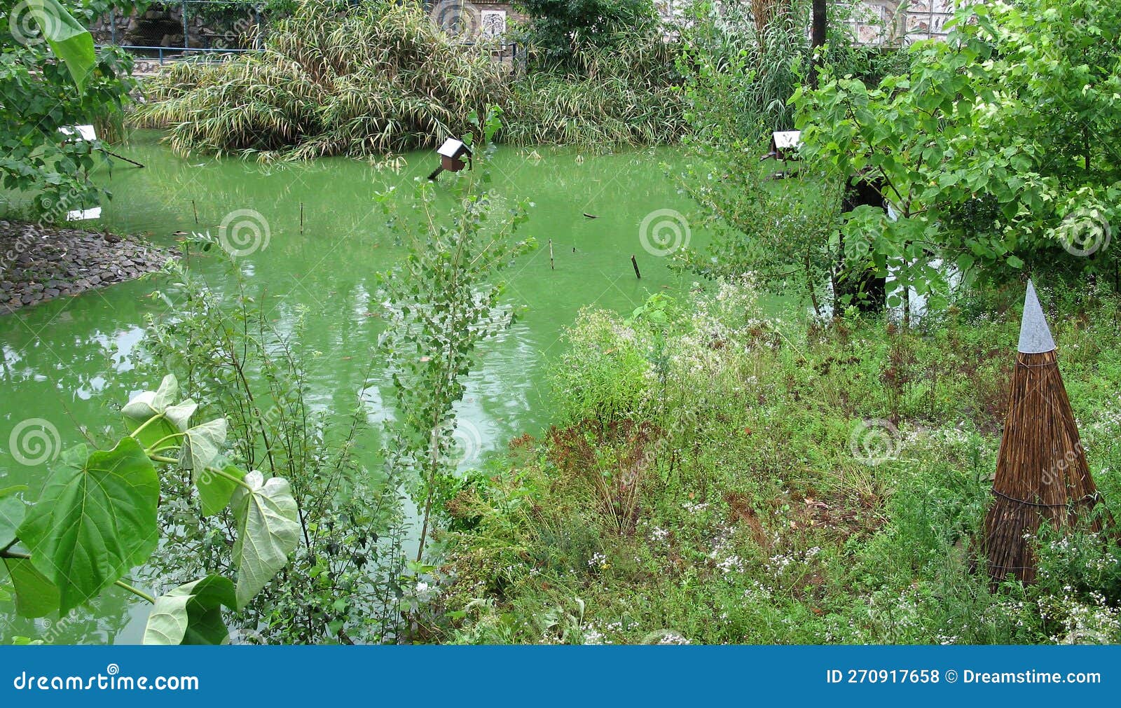 Lake, pond, swamp stock photo. Image of plants, lake - 270917658