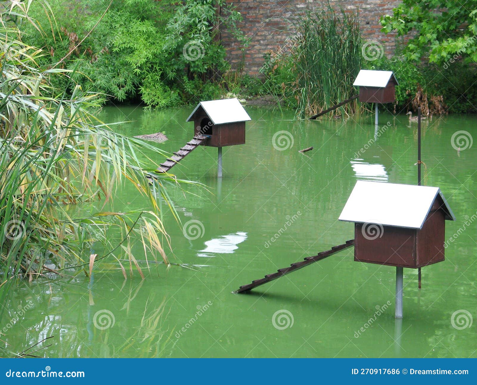 Lake, pond, swamp stock photo. Image of reeds, canal - 270917686