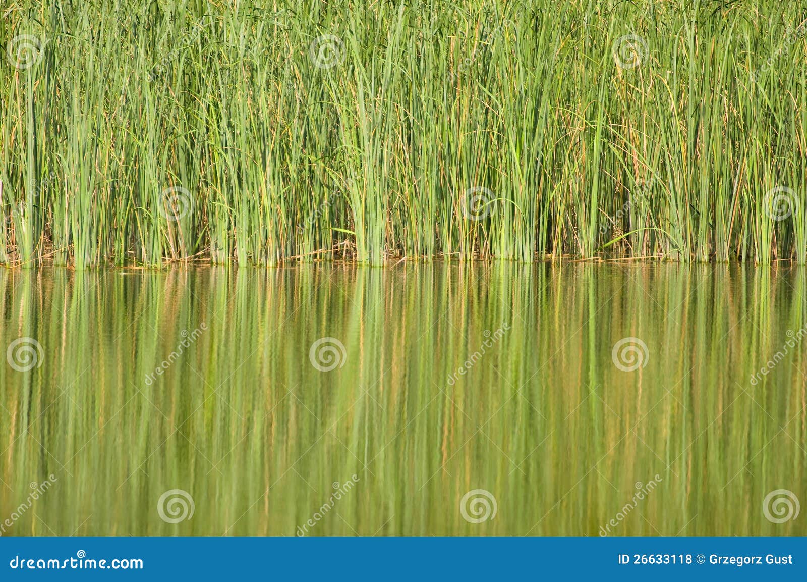 Lake and reed stock photo. Image of natural, plant, light - 26633118