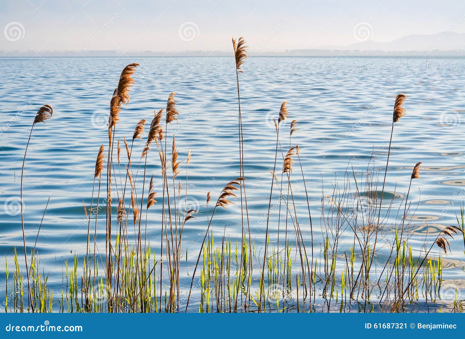 Lake and reed stock image. Image of herb, ecosystem, stalks - 61687321