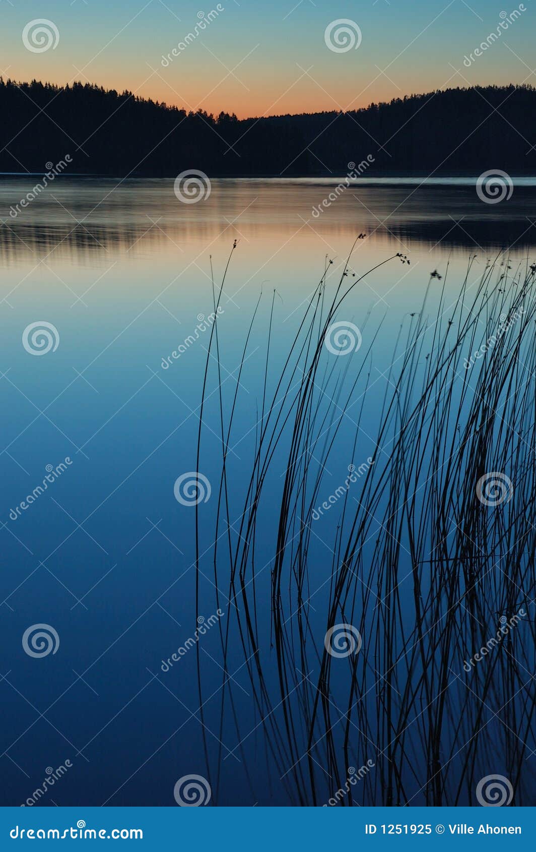 Lake with reeds. stock image. Image of calm, stillness - 1251925