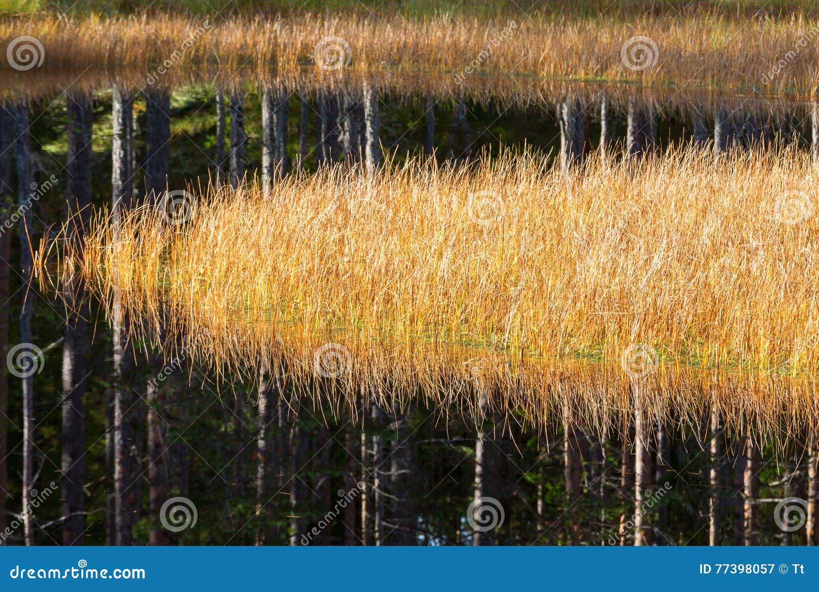 Lake with reeds in autumn stock image. Image of scene - 77398057