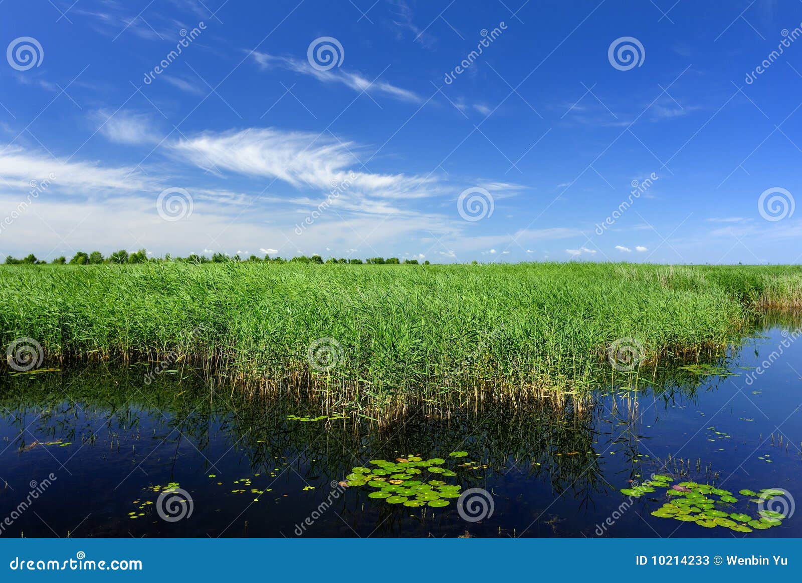 Lake, reeds, blue sky stock image. Image of reeds, green - 10214233