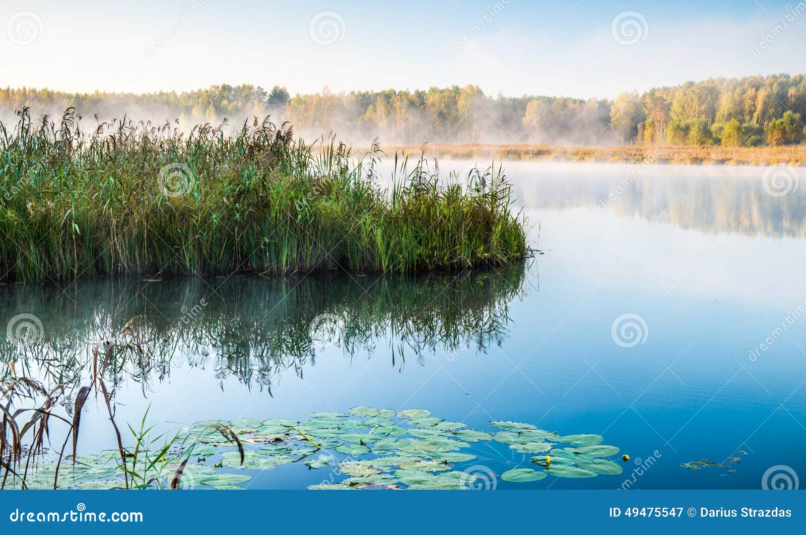 Lake and reeds stock image. Image of forest, misty, still - 49475547