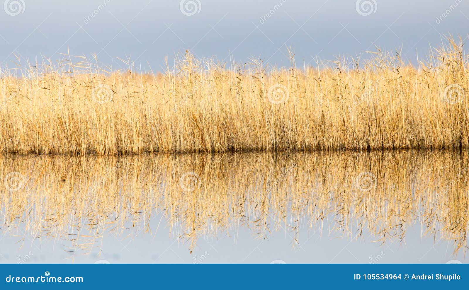 A Lake with Reeds at Dawn in the Autumn Stock Photo - Image of grass ...