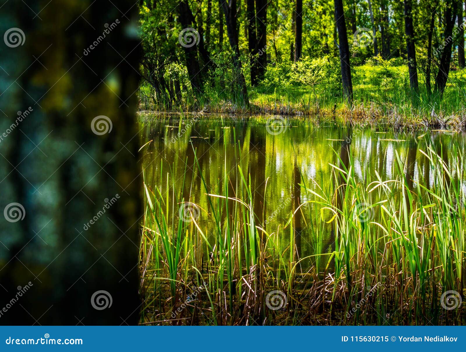 Green Reflection Over a Lake Stock Image - Image of middle, lake: 115630215