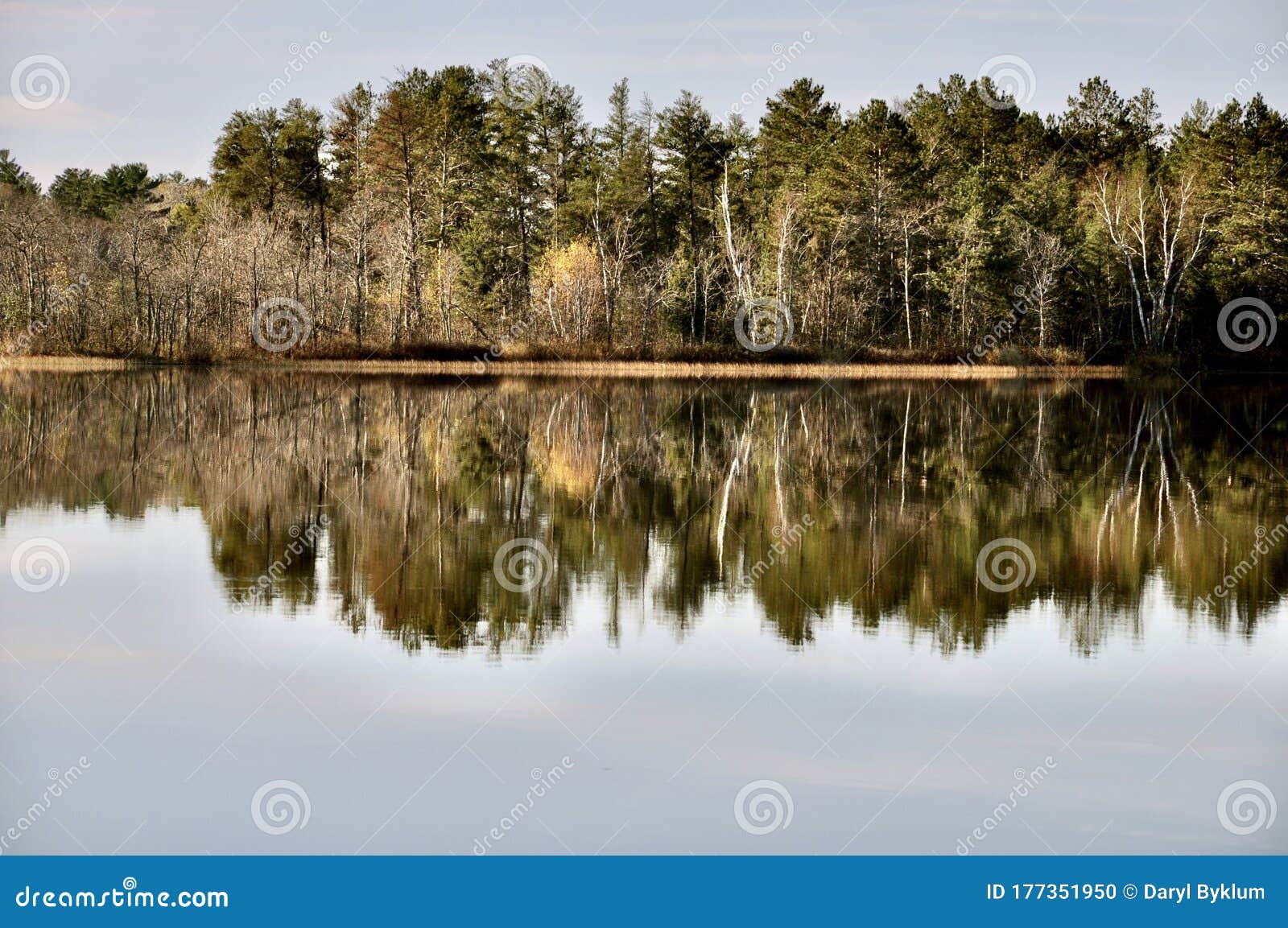 Lake Reflection of a Forest Treeline Stock Photo - Image of fall ...