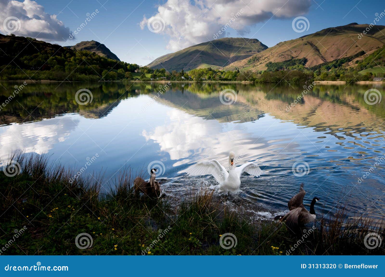 Lake reflection stock photo. Image of lake, trees, mirror - 31313320