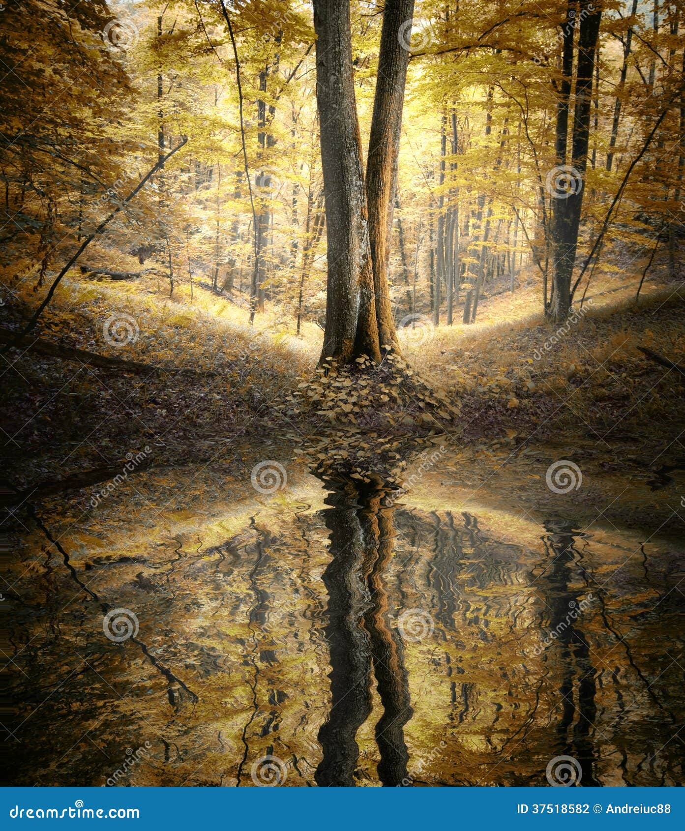 Lake with Reflection of Tree in a Colorful Forest in Autumn Stock Photo ...
