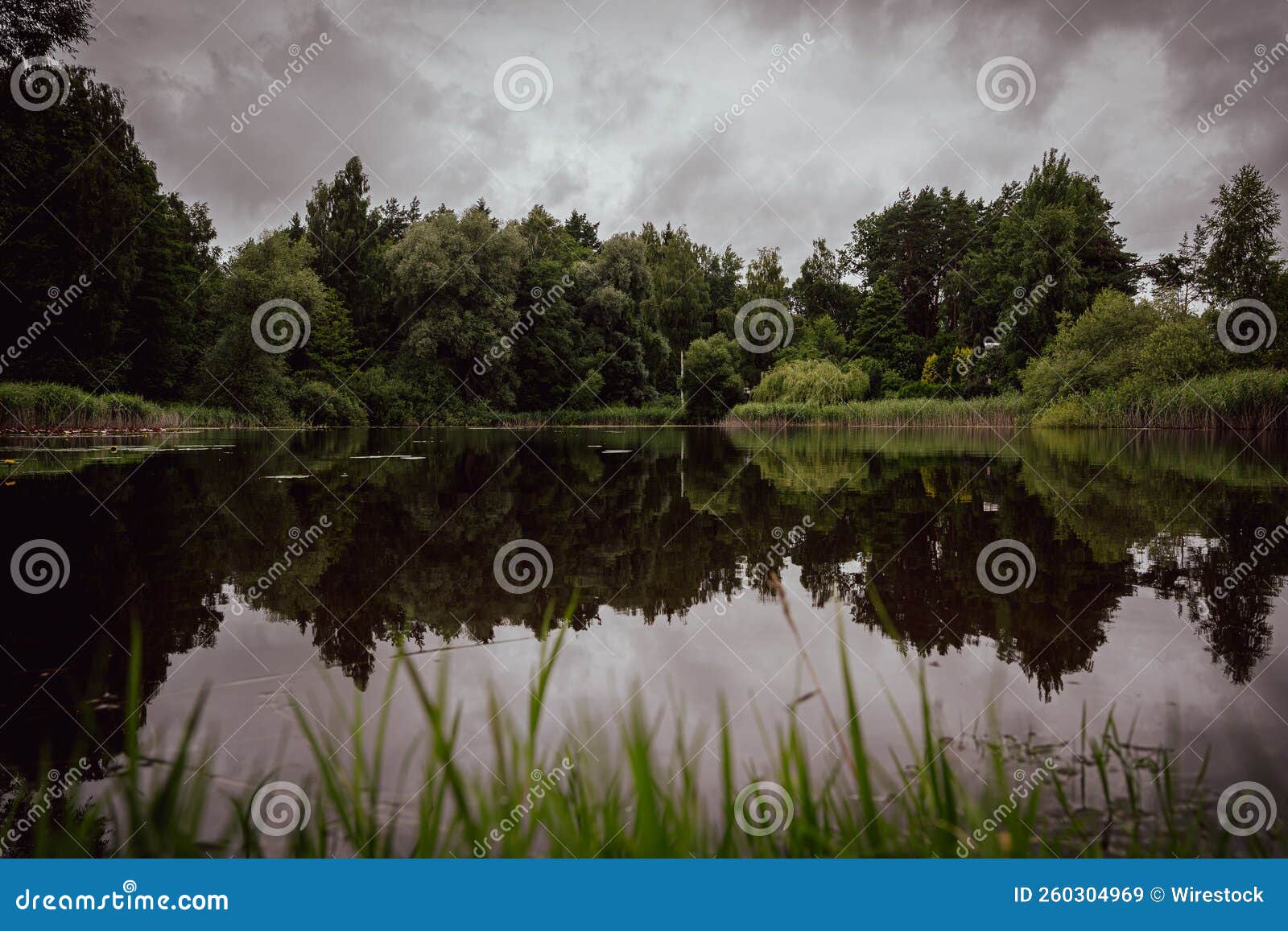 Lake and the Reflection of a Tree on the Water Stock Image - Image of ...