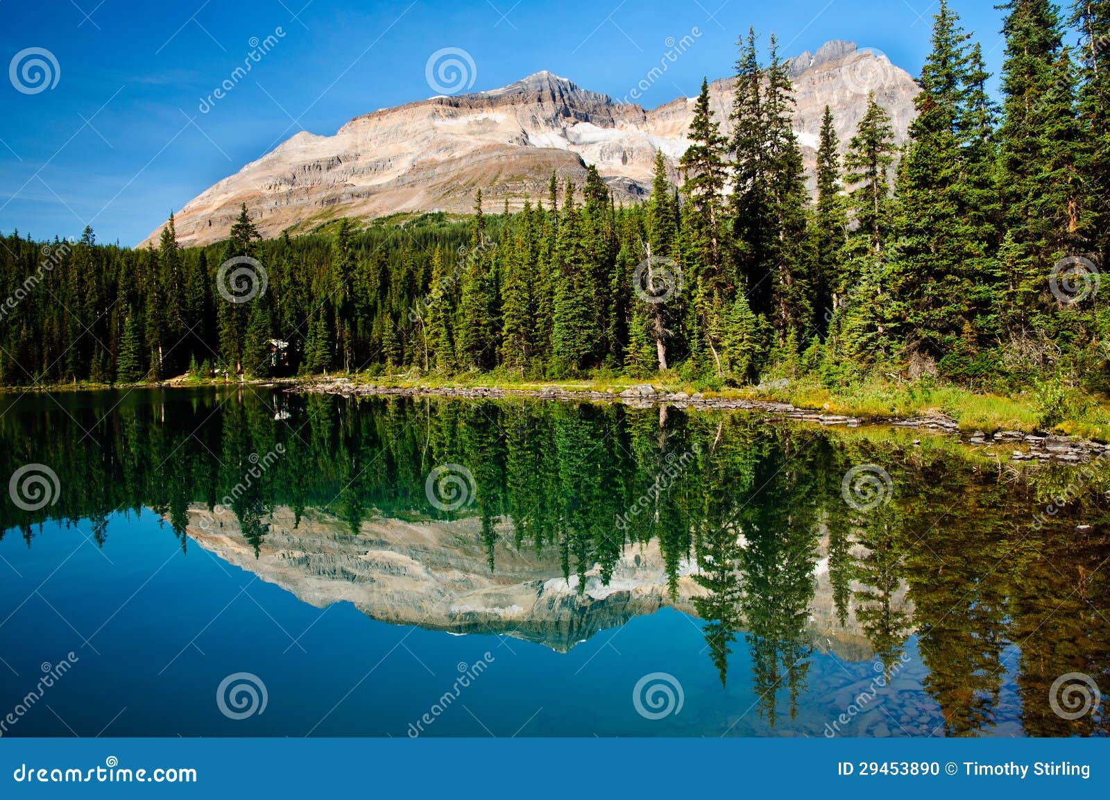 Lake Reflection, Vancouver Island Stock Photo - Image of nature, clear ...