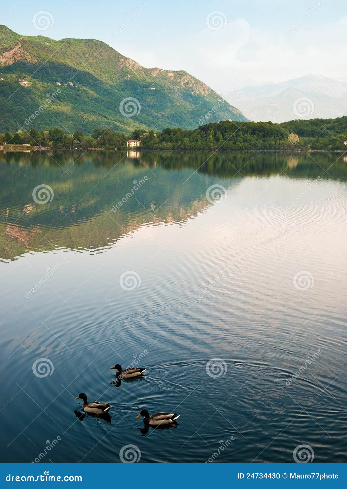 Lake and reflections stock photo. Image of still, duckling - 24734430