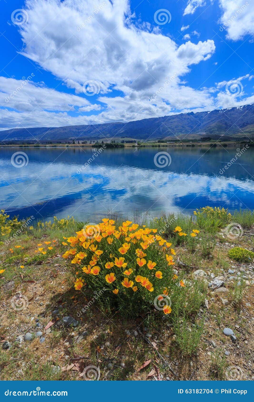 Lake Reflections stock photo. Image of flowers, calm - 63182704