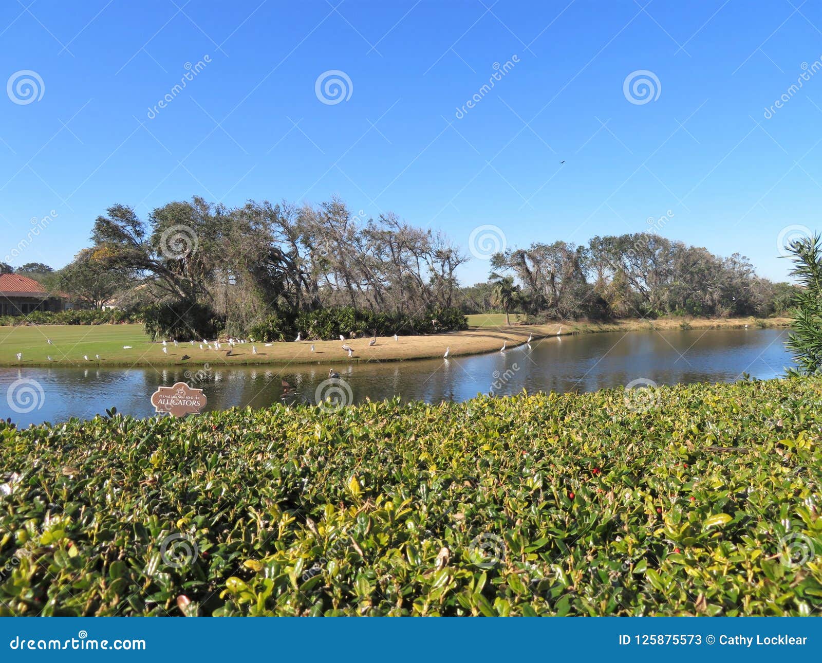 Community Lake in a Residential Area Surrounded by Homes Stock Image ...
