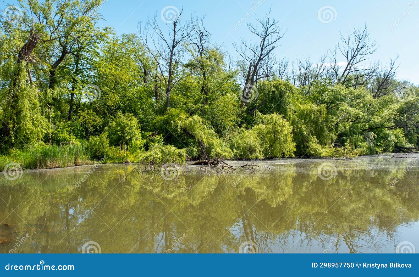 Lake Scenery, Trees and Plants Around the Lake Stock Photo - Image of ...