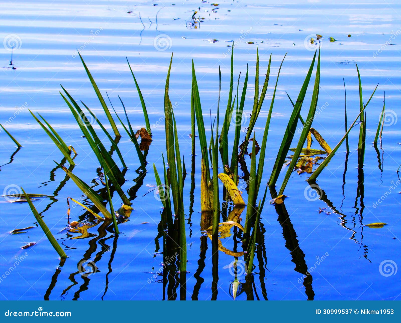 Lake Sedge stock image. Image of green, pond, duct, vegetation - 30999537