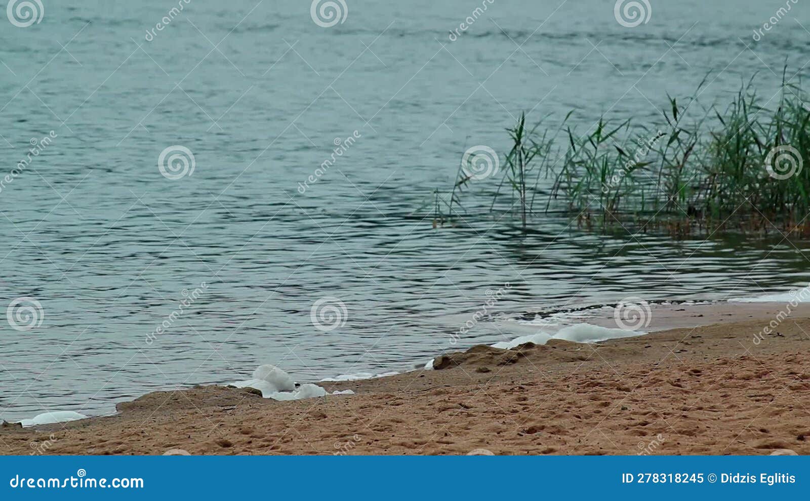 Lake Shore with Beach Sand, Reeds and Wind-driven Waves Stock Video ...