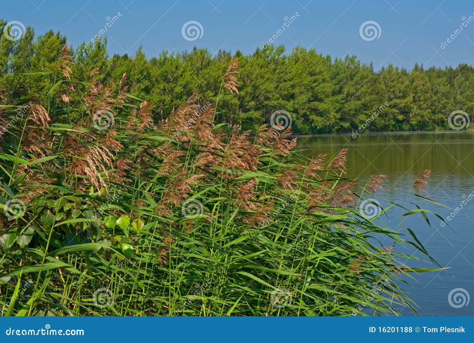 Lake Shore with Growing Reed Stock Photo - Image of cloud, reed: 16201188