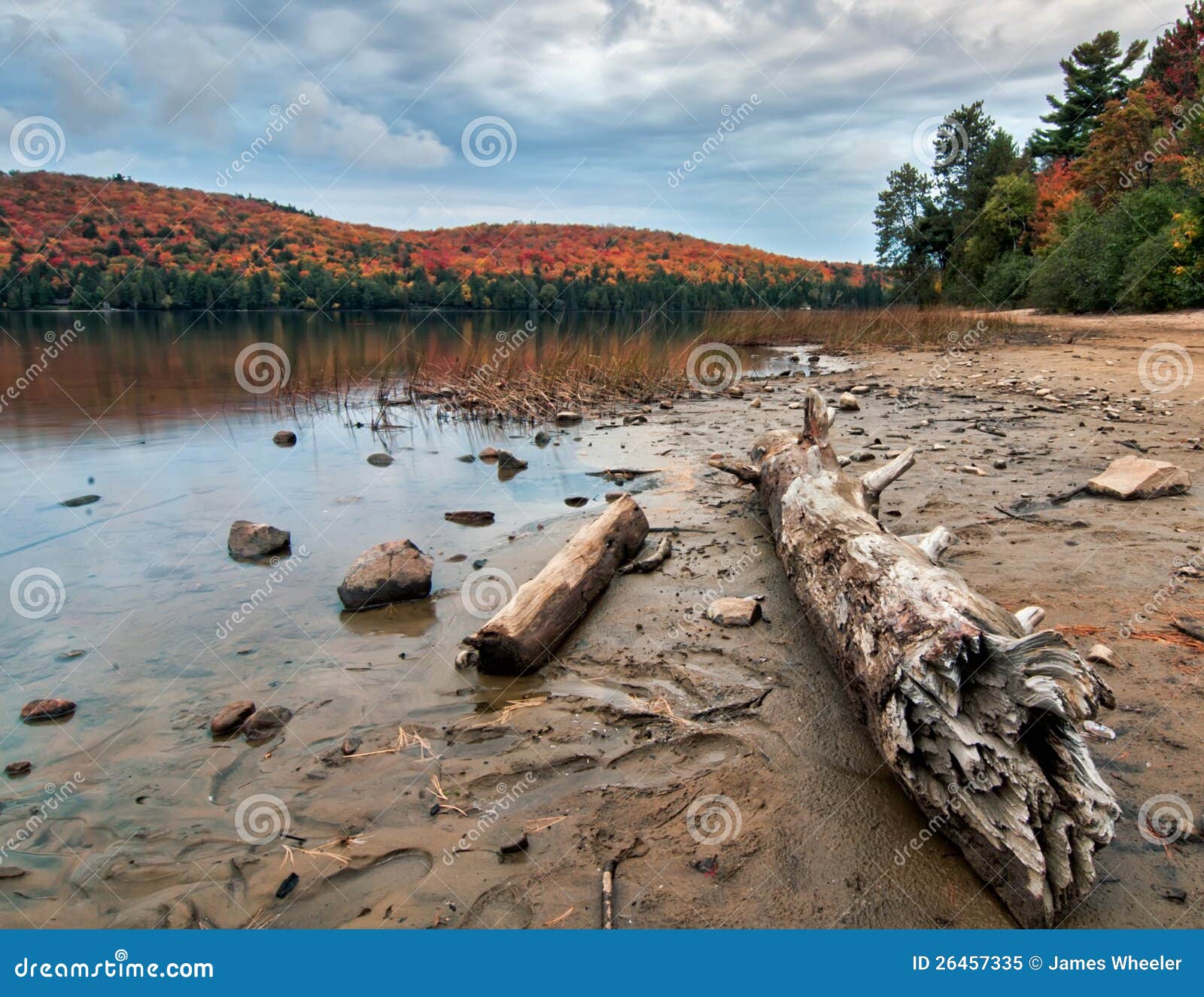 Lake Shore Log with Dramatic Autumn Trees Stock Image - Image of leaf ...