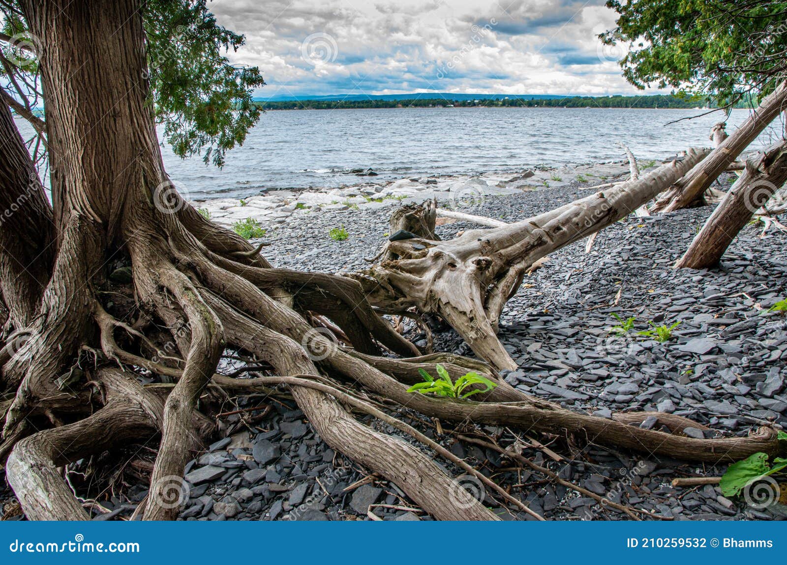 Lake Shore with Rocks and Tree Roots Stock Photo - Image of views ...