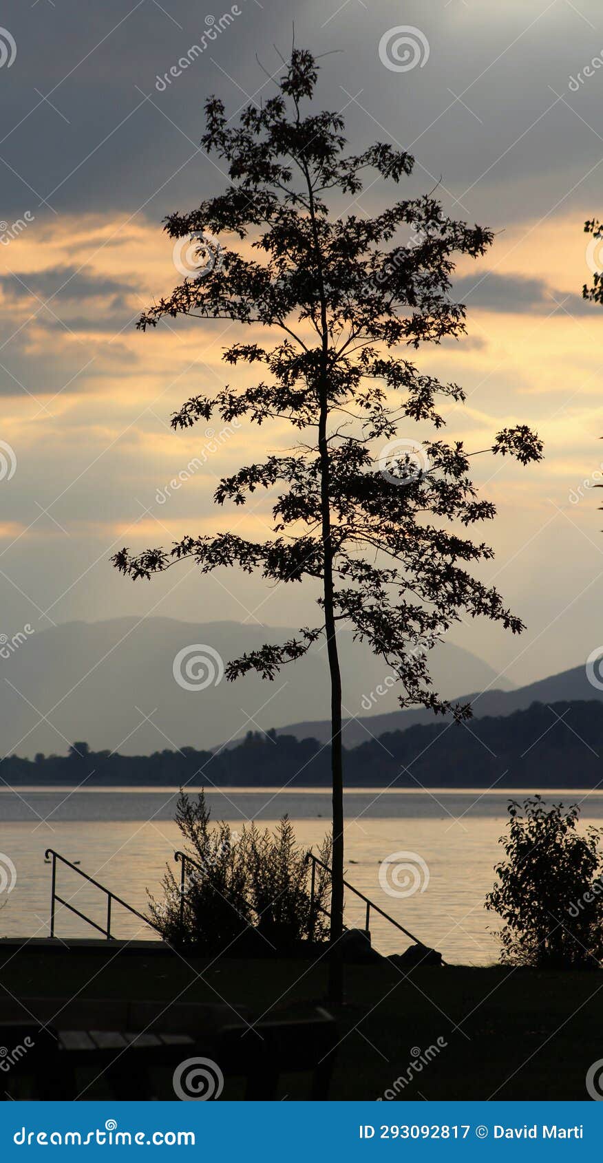 Lake Shore Tree at Sunset stock image. Image of vacation - 293092817