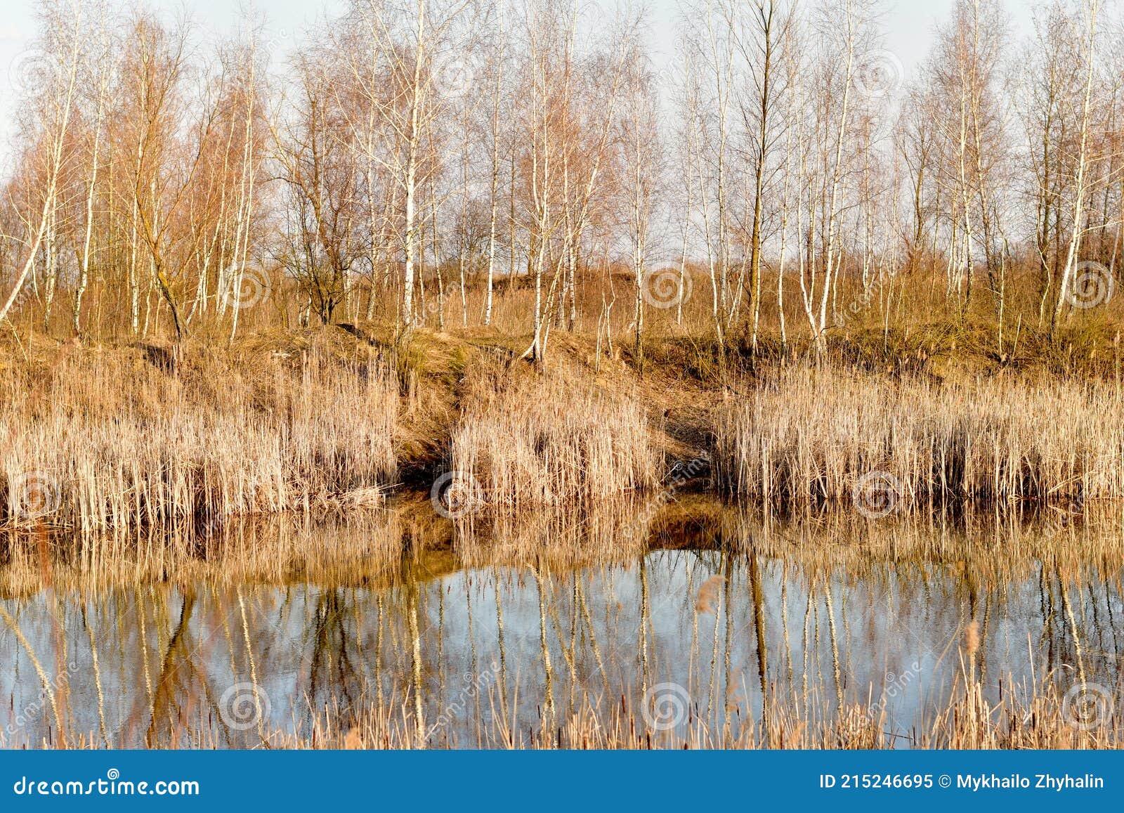 Lake Shore with Trees Growing on it. Stock Image - Image of blur, pond ...