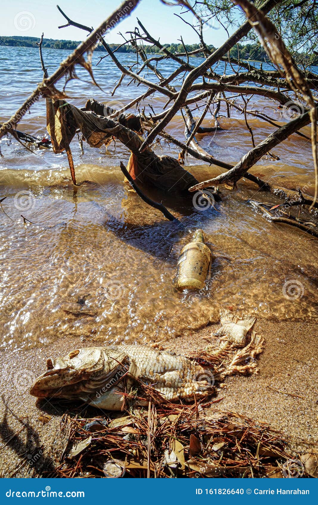 Garbage` Fish On The Marina Near Kronborg Castle Made By Hideaki ...