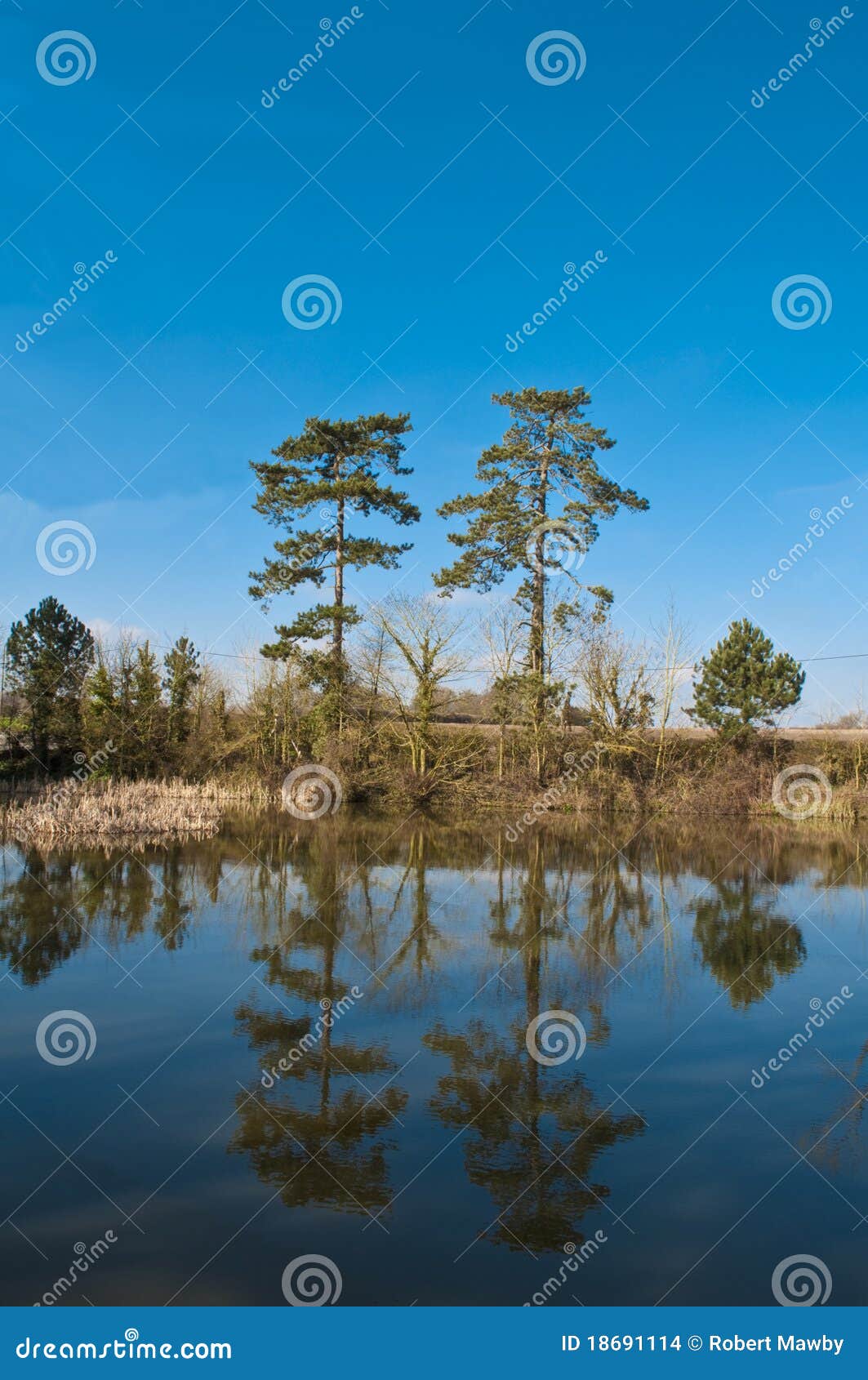 Lake Side in Early Spring stock photo. Image of twig - 18691114