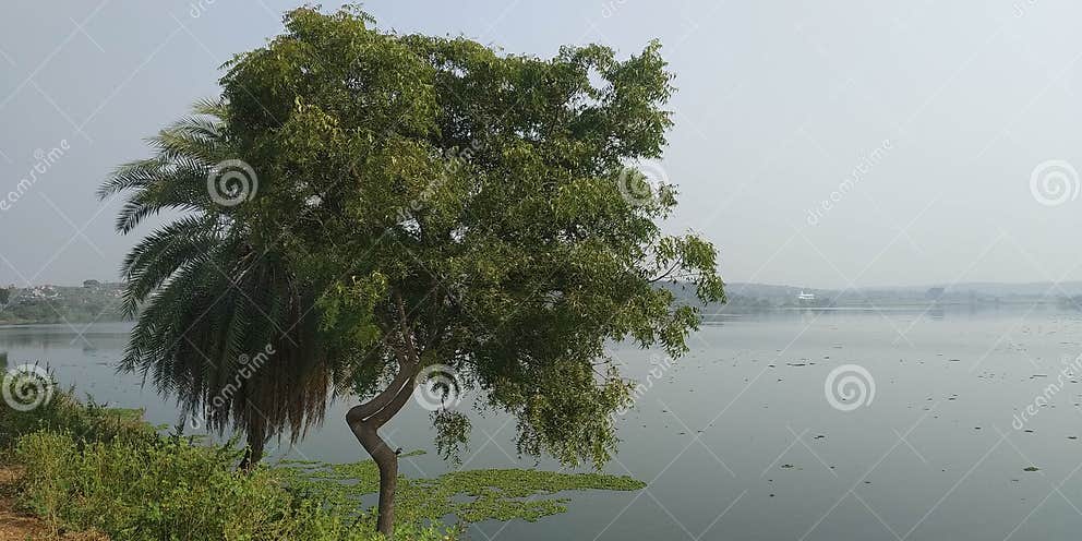 Lake side tree stock image. Image of forest, plant, lake - 200976707