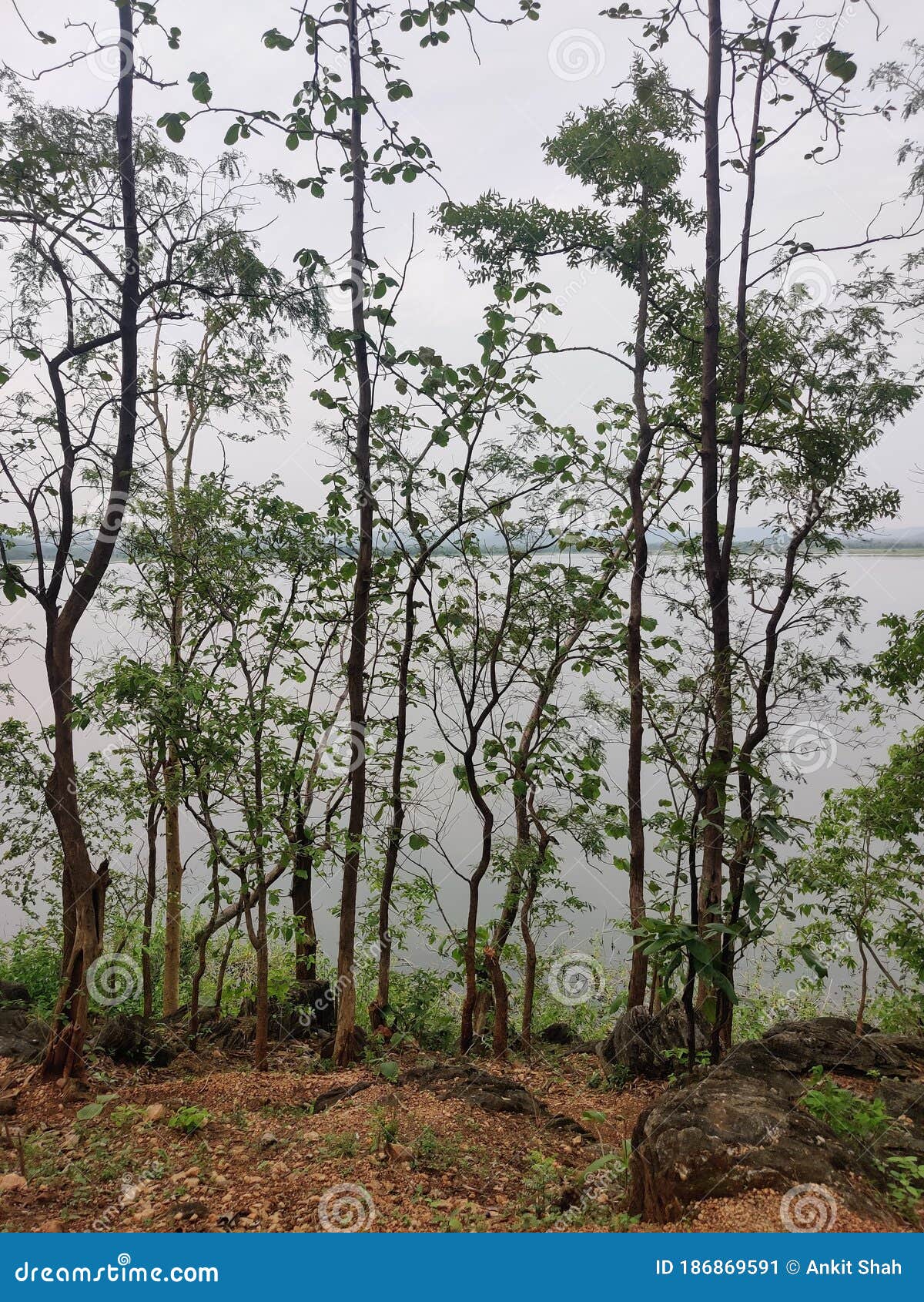 Lake side trees of forest stock image. Image of tree - 186869591