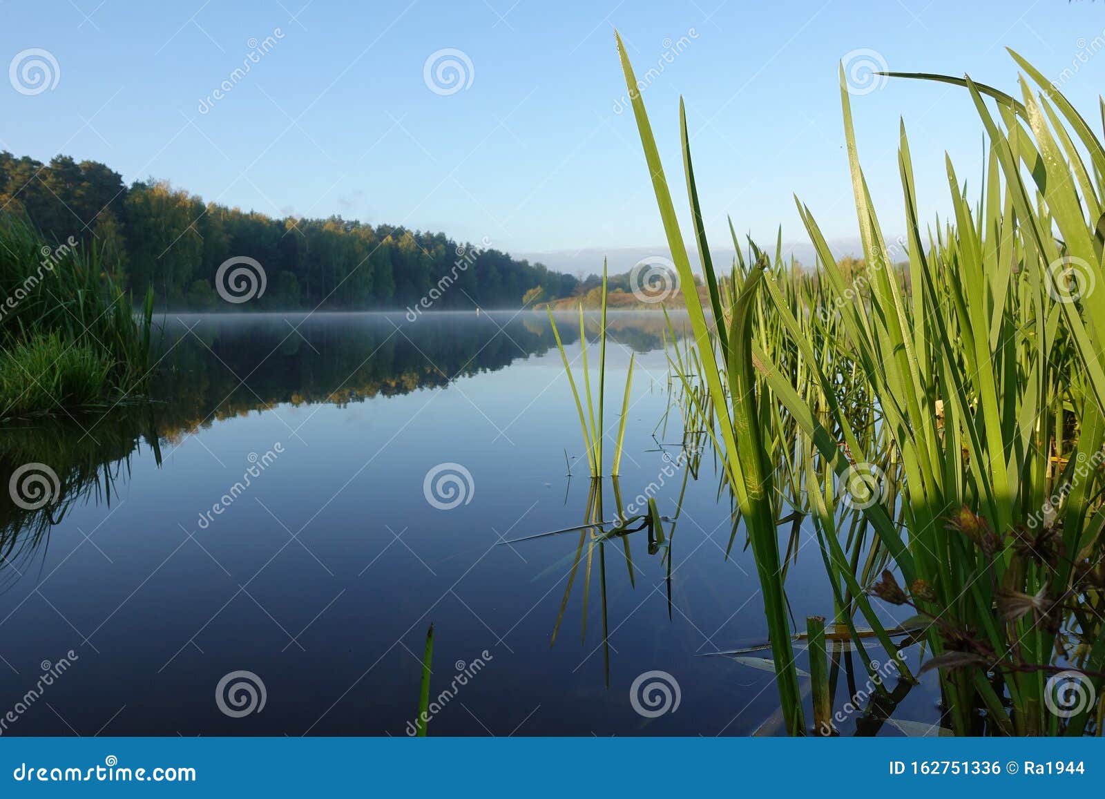 Lake with a Smooth Surface and Reeds Reflected in the Water Stock Photo ...