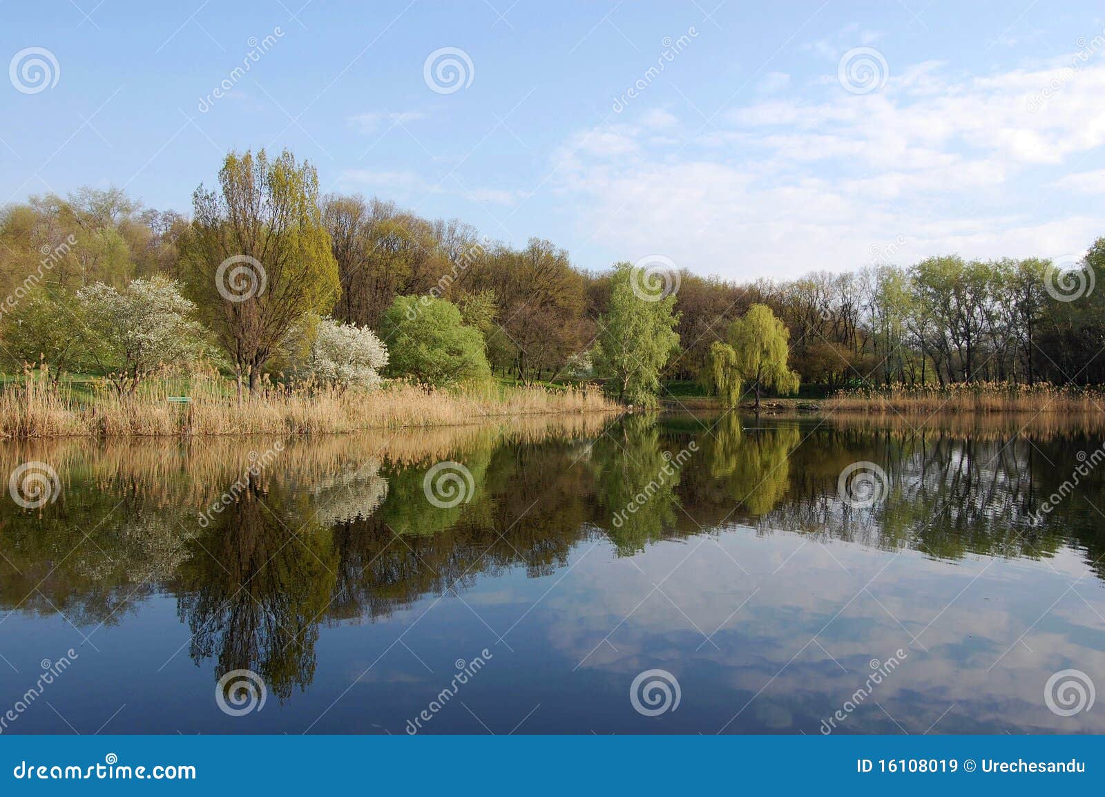 Lake in spring stock image. Image of spring, blooming - 16108019