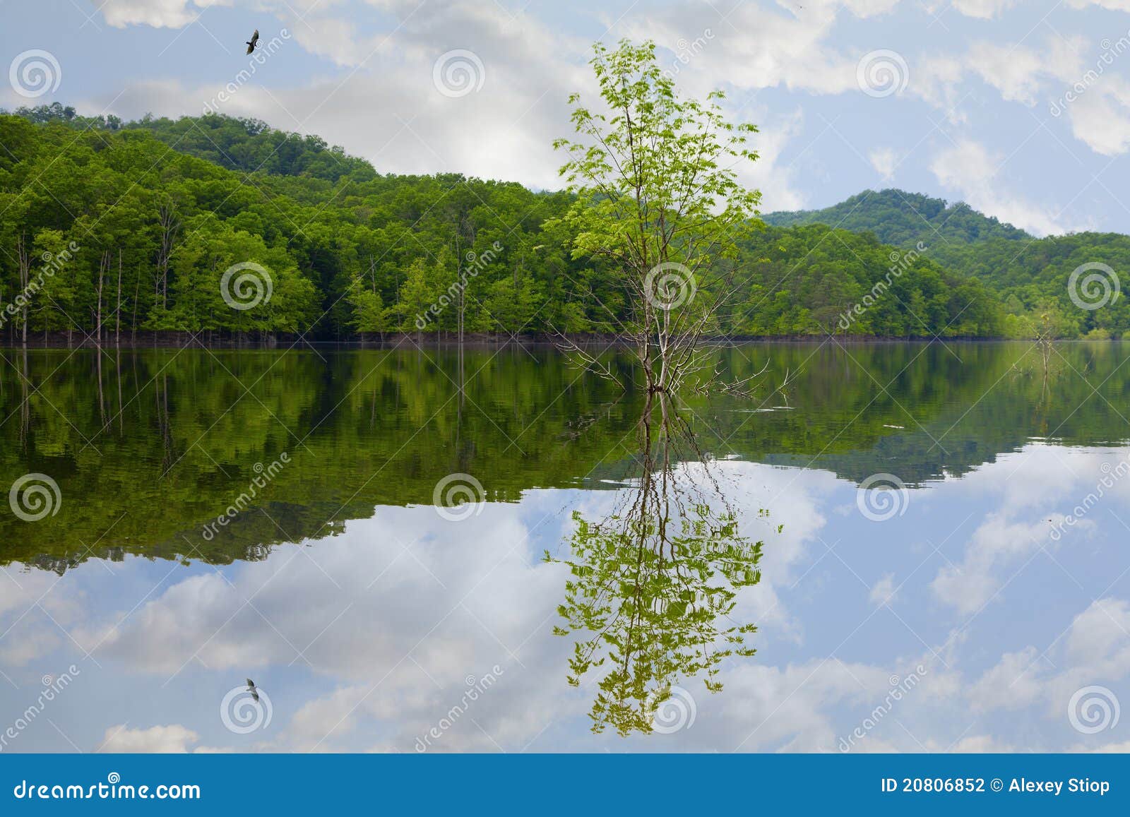 Lake in spring stock photo. Image of still, nature, flying - 20806852